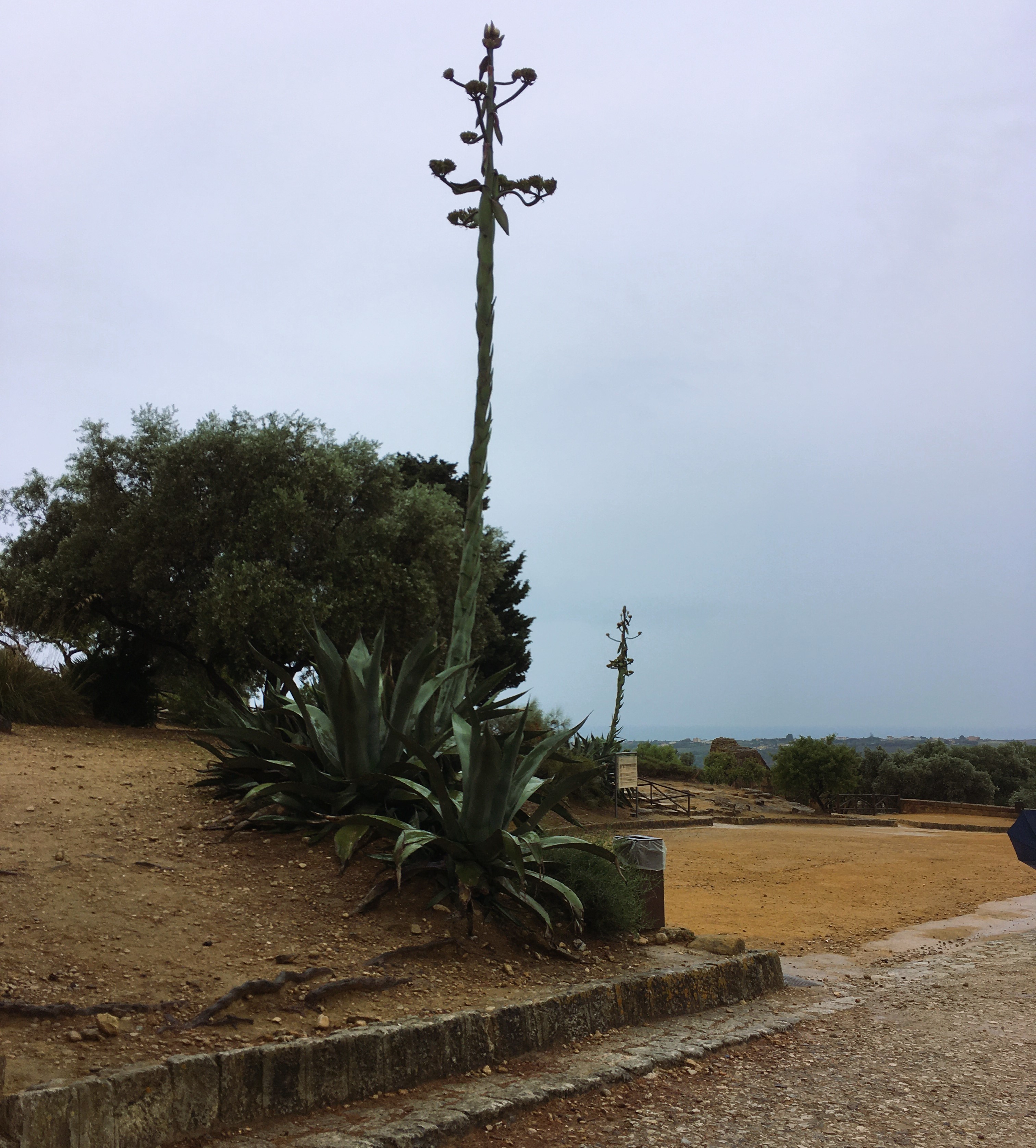 The American-Palermitan